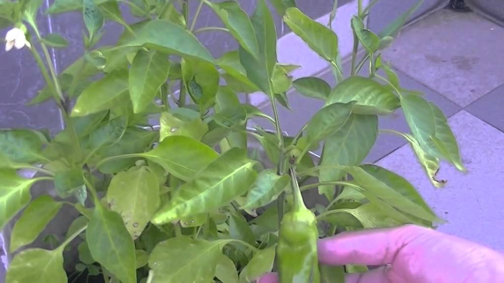 Cultivo de pimiento morrón (1º fruto de la planta) - YouTube