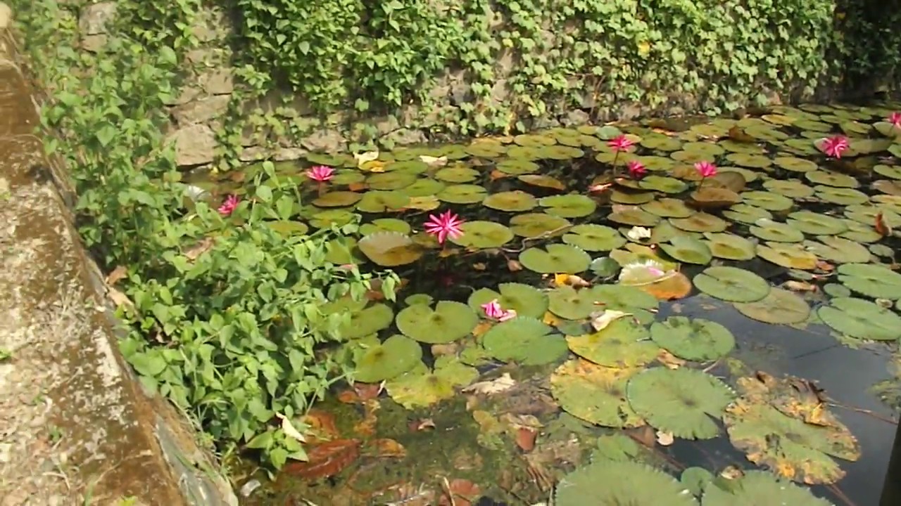 Fish Farming In Natural Pond GIFT Tilapia - YouTube