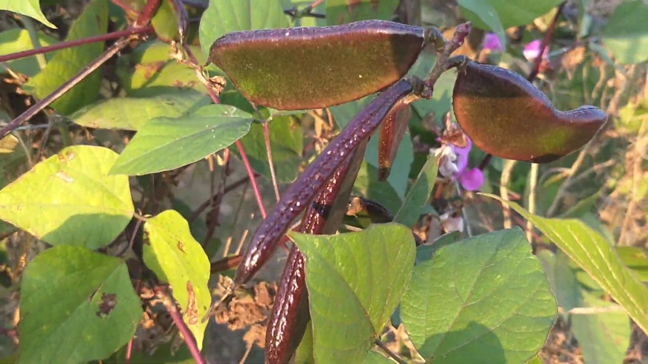 সিম গাছ / সিম চাষ / Sim trees / Sim cultivation / green beans / simer ...