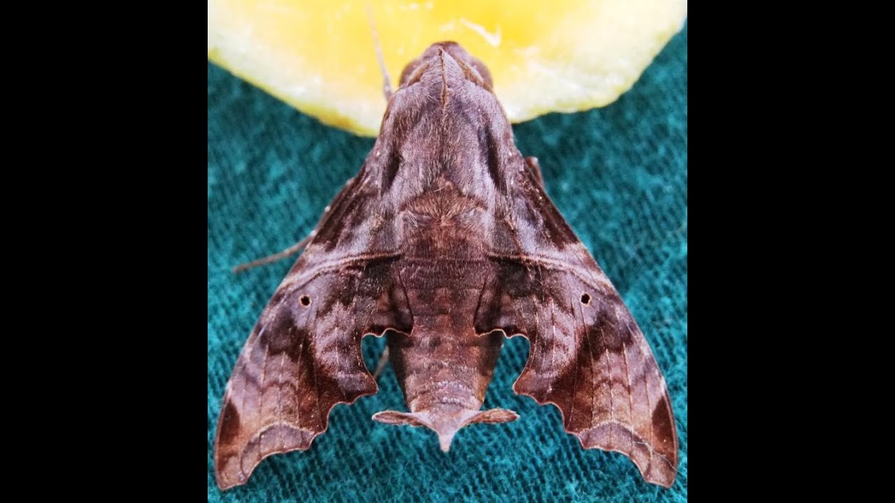 ♂ Mournful Sphinx / ♂ Alevilla Cola de Abanico (Enyo lugubris) - YouTube