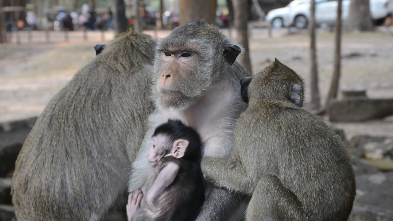 Monkey family vs Human Family - Do you see any differences between ...