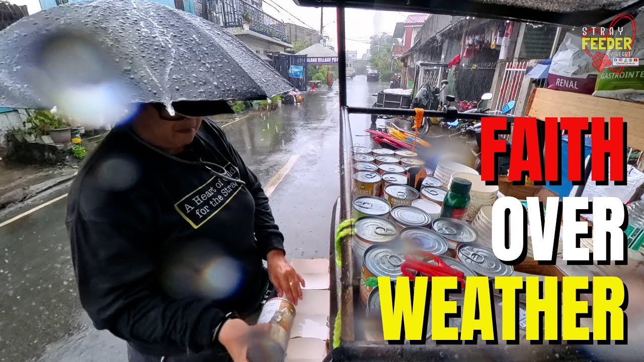 Strong Rain, Strong Wind, Stronger Faith for the Strays - YouTube