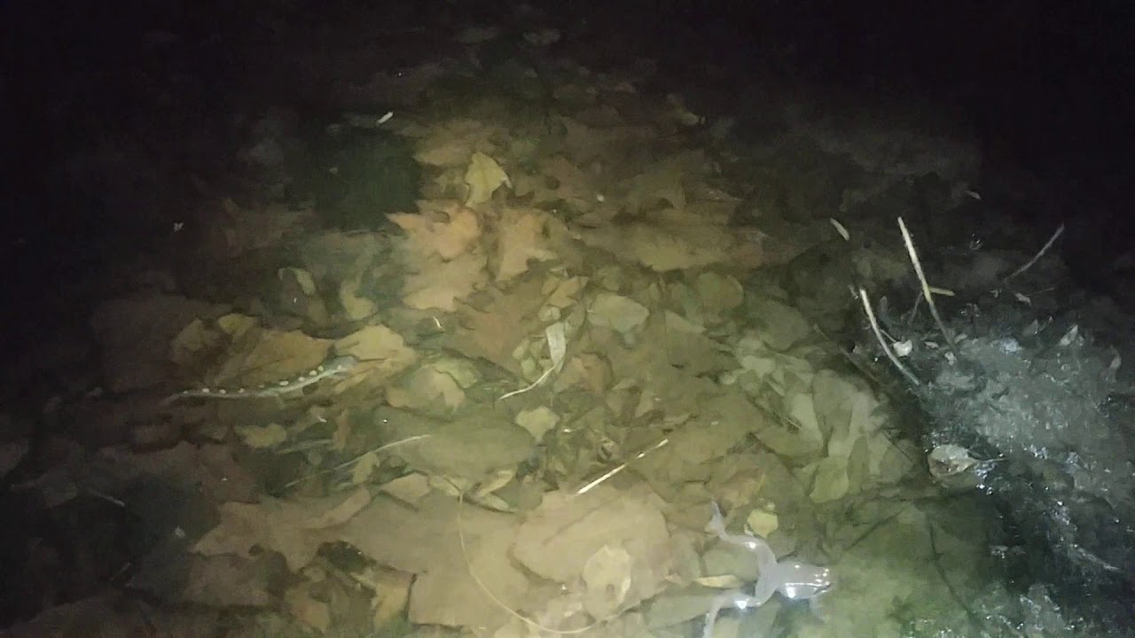 Vernal pools - YouTube