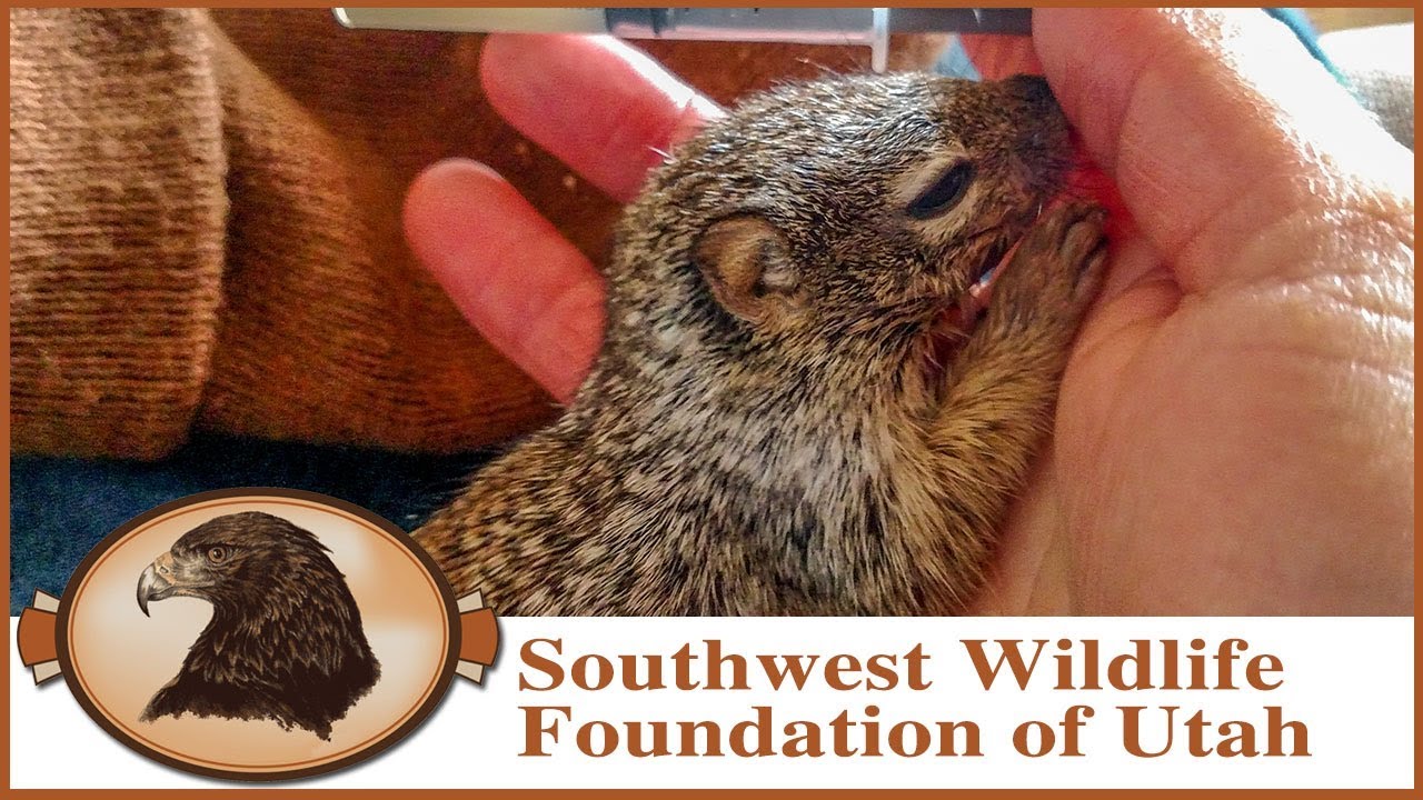 Little Critters! Some of the cutest little critters you'll ever see ...