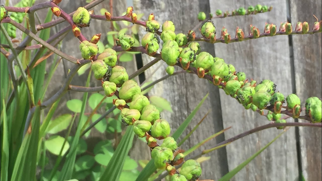 Crocosmia - In Seeds August 11, 2020 - YouTube