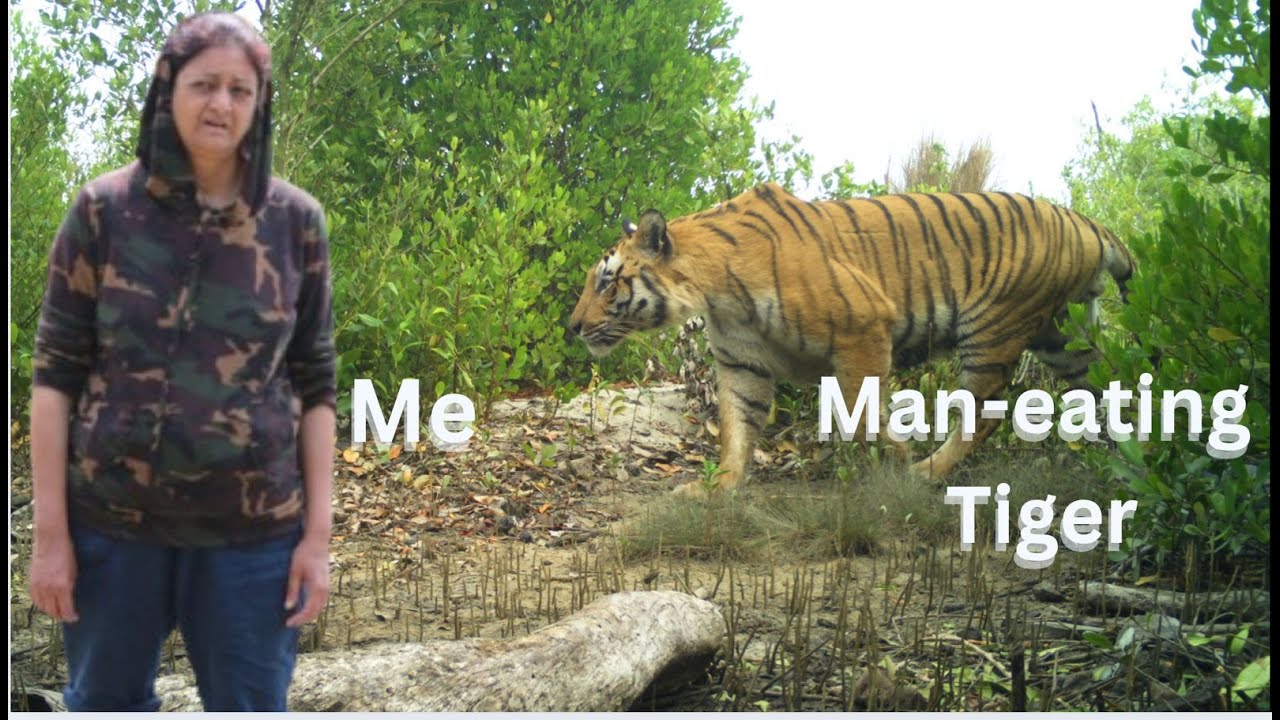 Up Close with Man Eating Tigers - YouTube