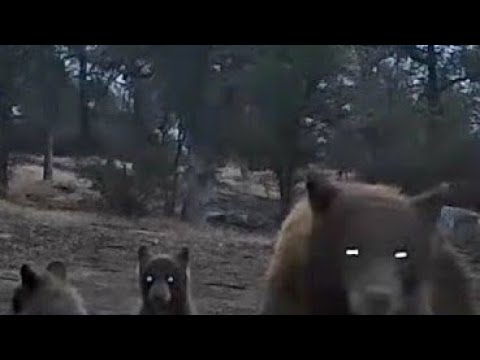 Black bear sounds - Cub bawling and huffing - YouTube