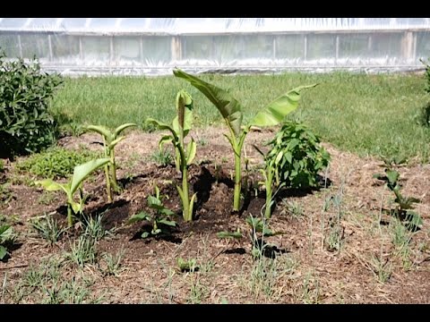 Uncovering Hardy Banana (Musa basjoo) - YouTube