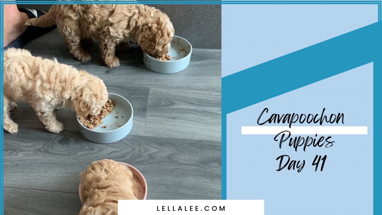 Day 41 in the Life of a Cavapoochon Puppy 🐶 - YouTube