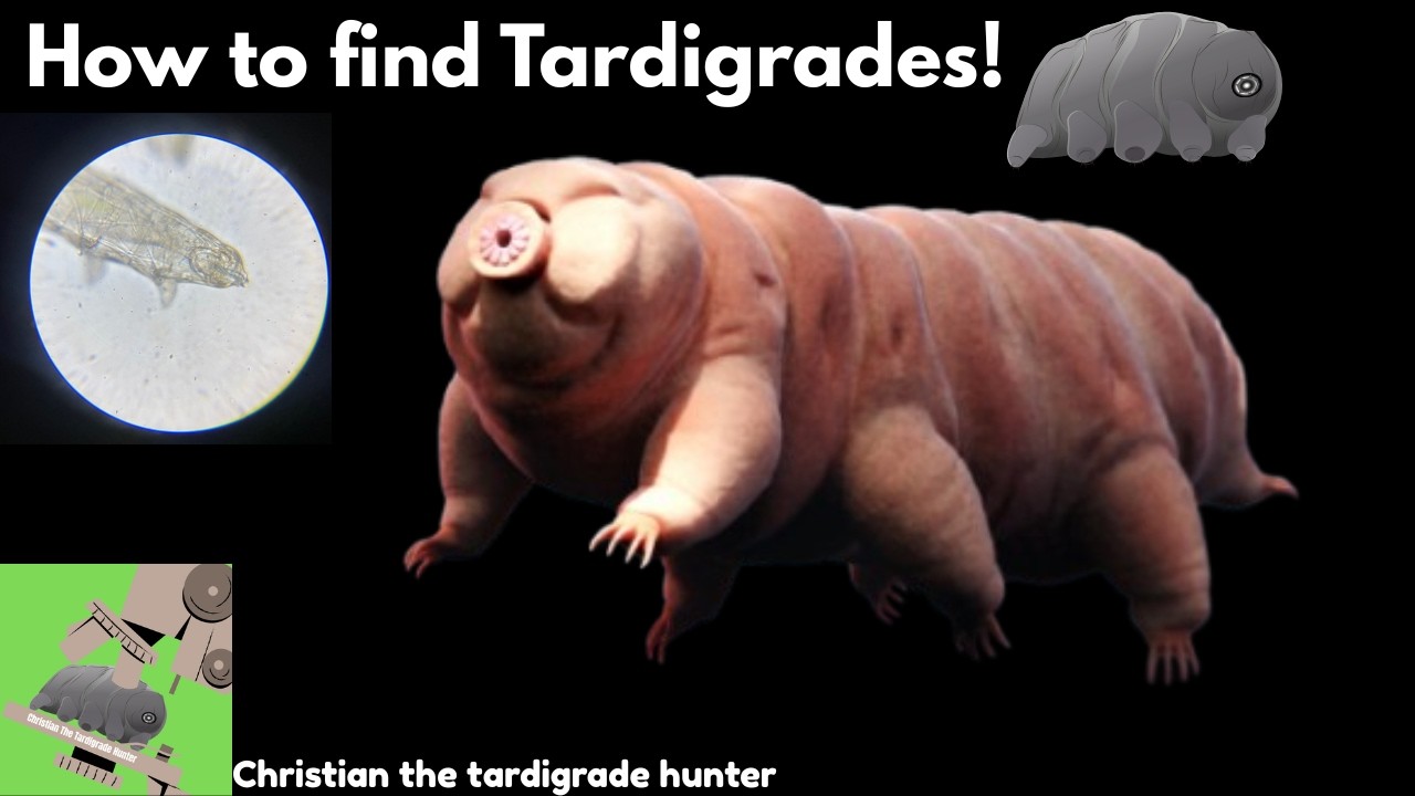 How to find Tardigrades with a Microscope! - YouTube