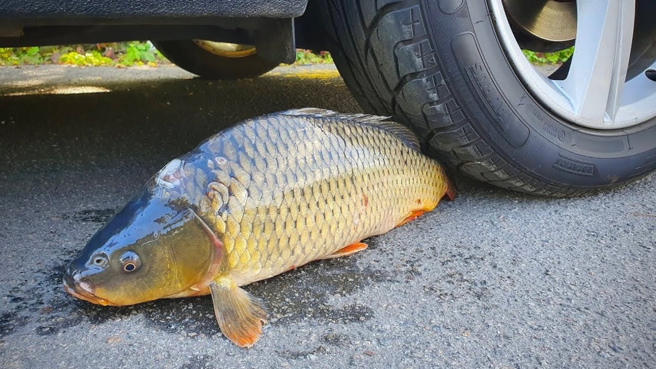 Experiment Car vs Fish & Colgate | Crushing Crunchy & Soft Things by ...