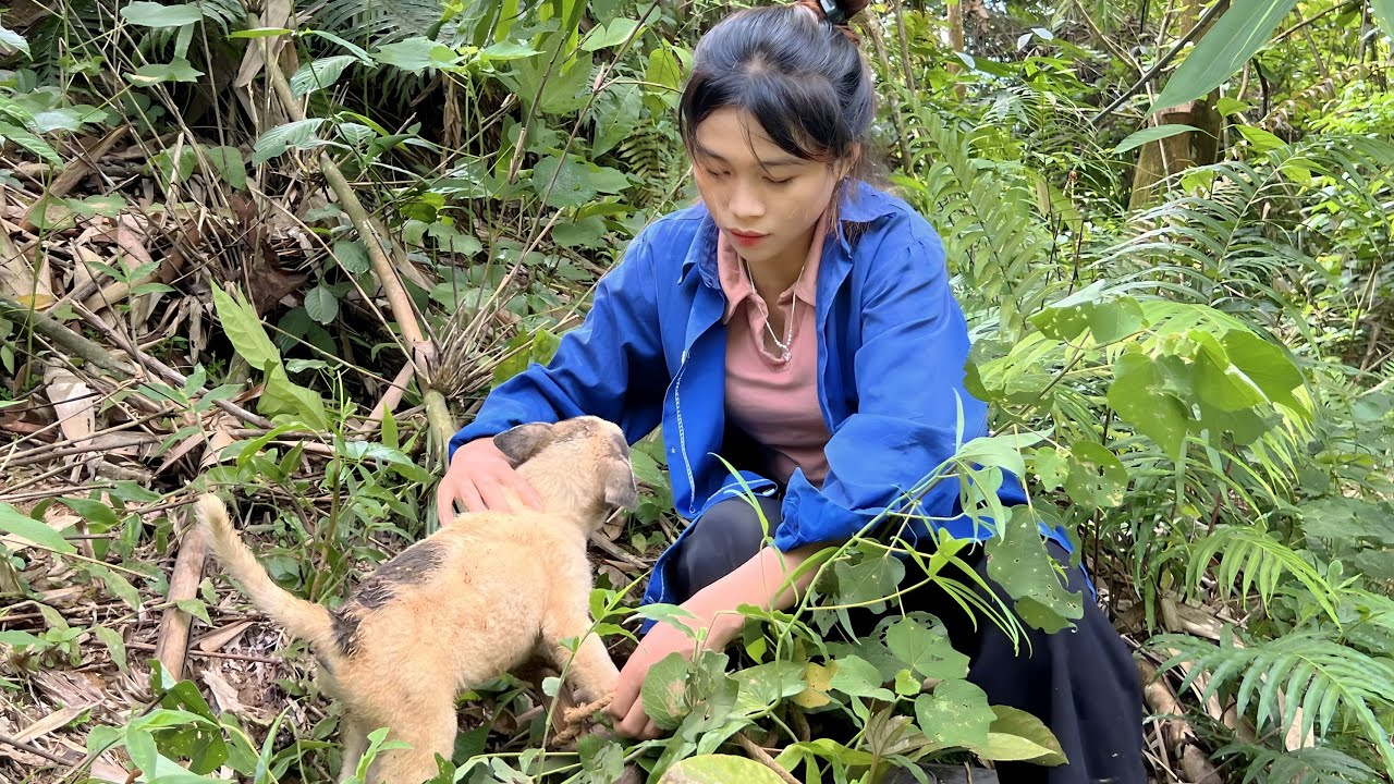 FULL VIDEO: Daily life of a girl living in the forest, Rescue a trapped ...