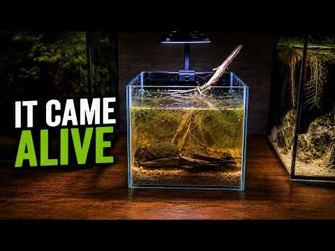 I Built a 1 Gallon Ecosystem With Stuff From My Backyard