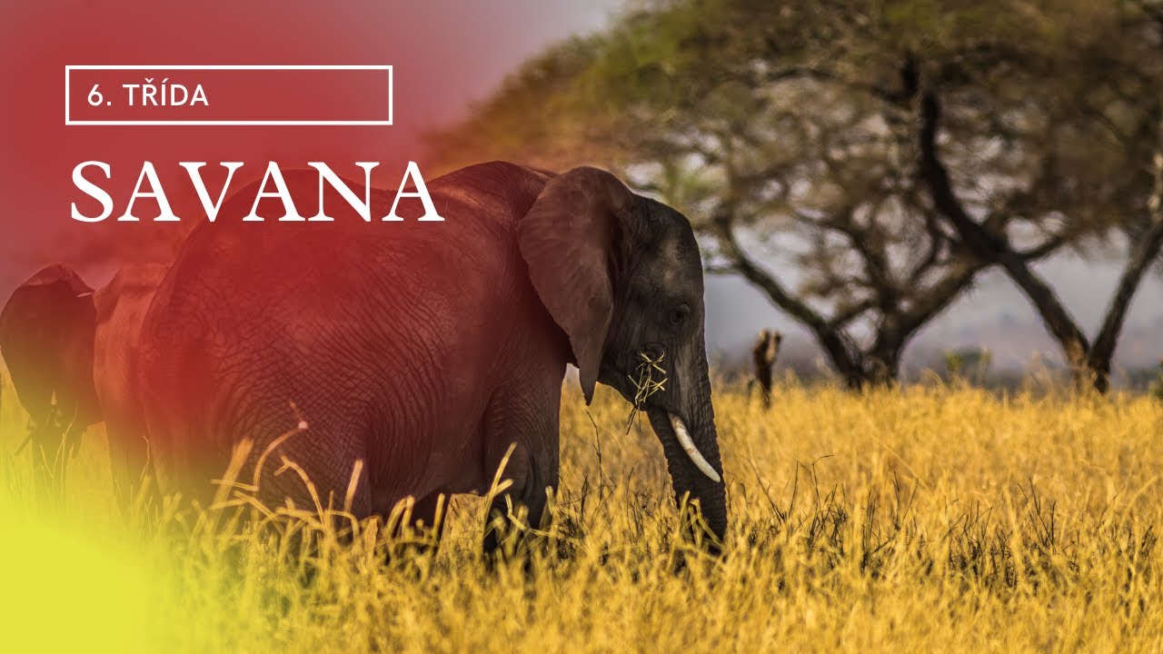 SAVANY, výukové video - YouTube