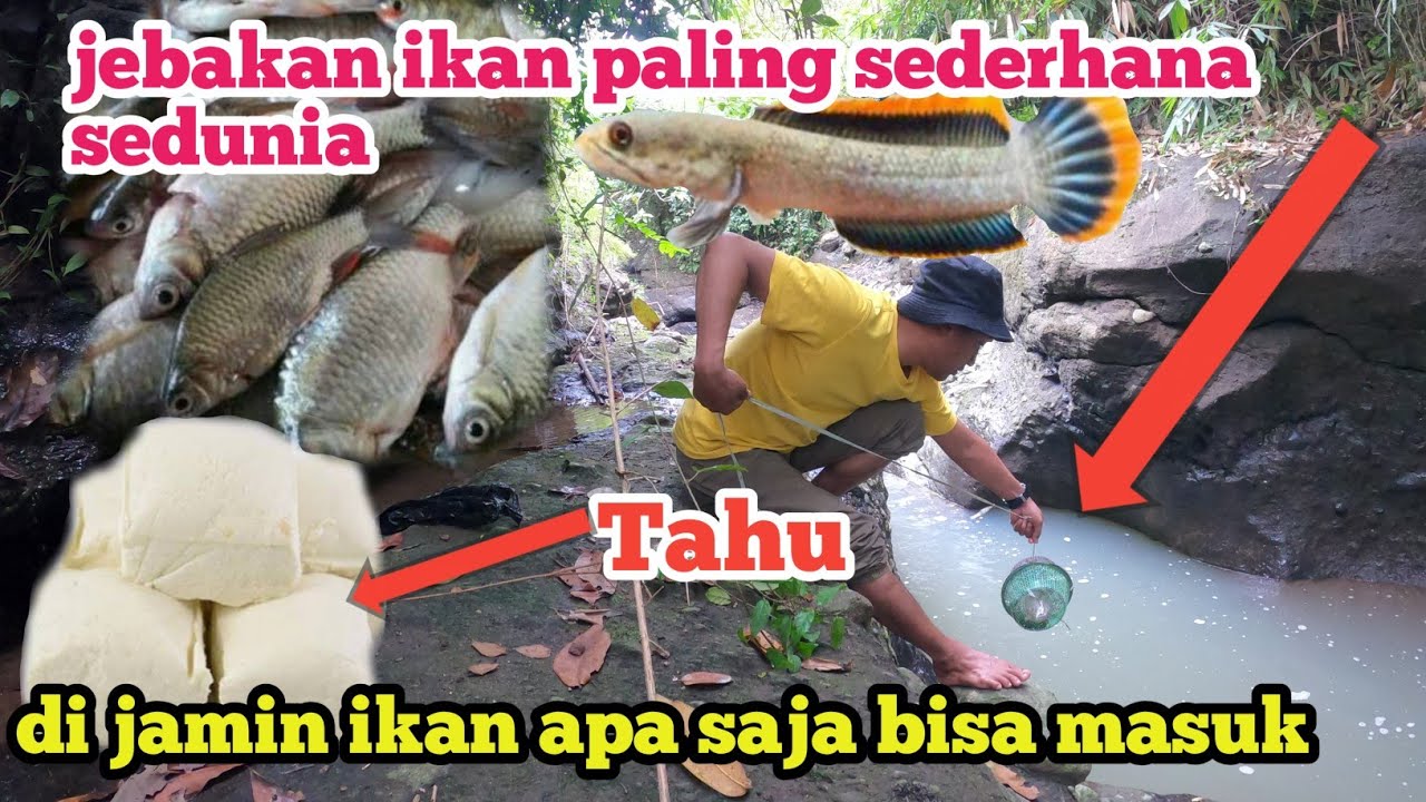 🔴jebakan ikan paling sederhana sedunia/cukup umpan tahu murah meriah ...