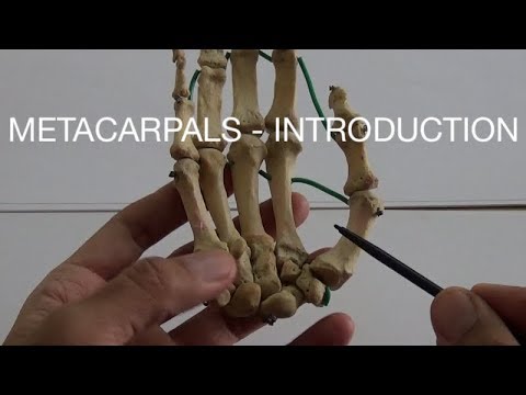 METACARPALS - INTRODUCTION - YouTube