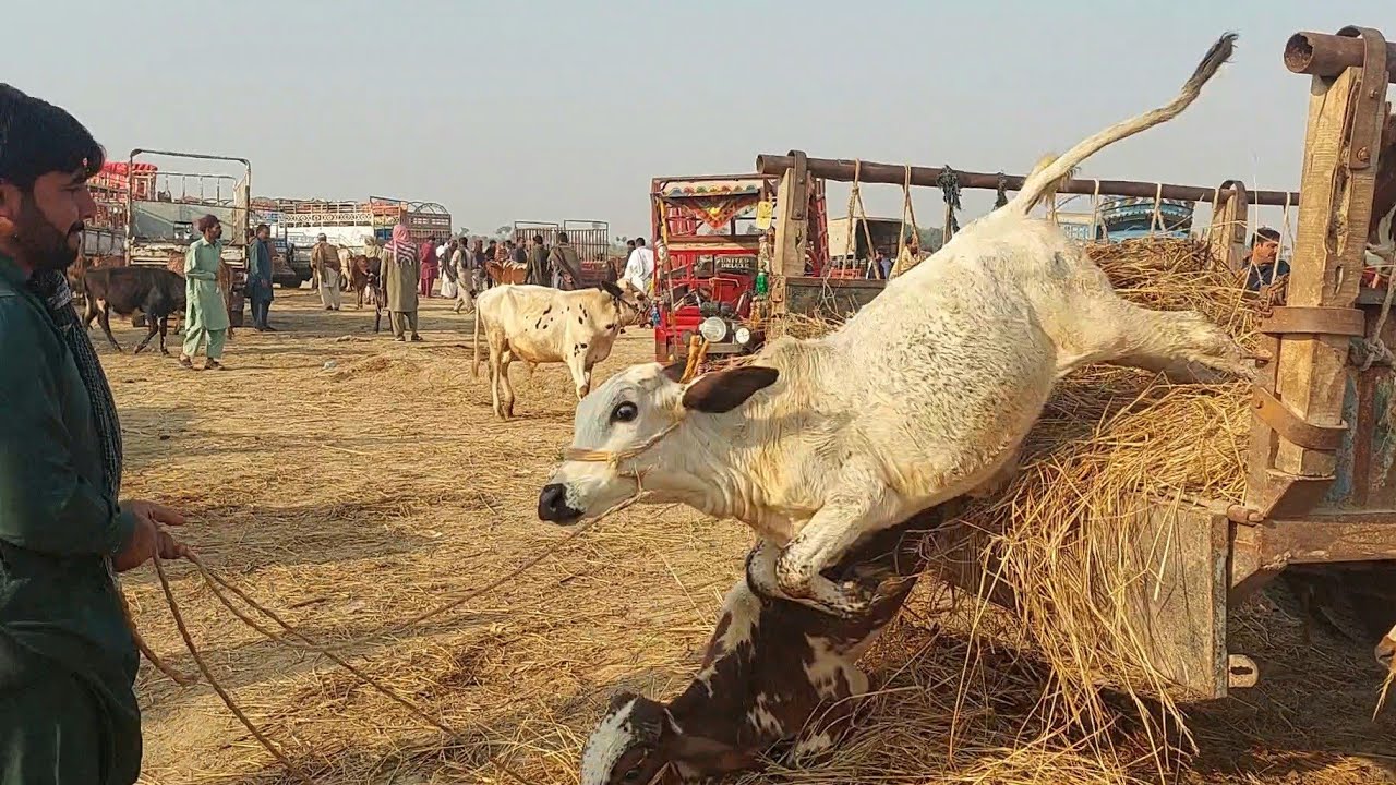 28 November 2024 youngman Triple Bull any time Unloading || Msa cattle ...