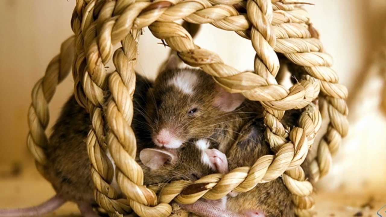 Lars Erik Fjosne - Ignis Solus MICE - YouTube