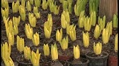 Lalele, zambile , narcise - îngrijire, înmultire, plantare - YouTube