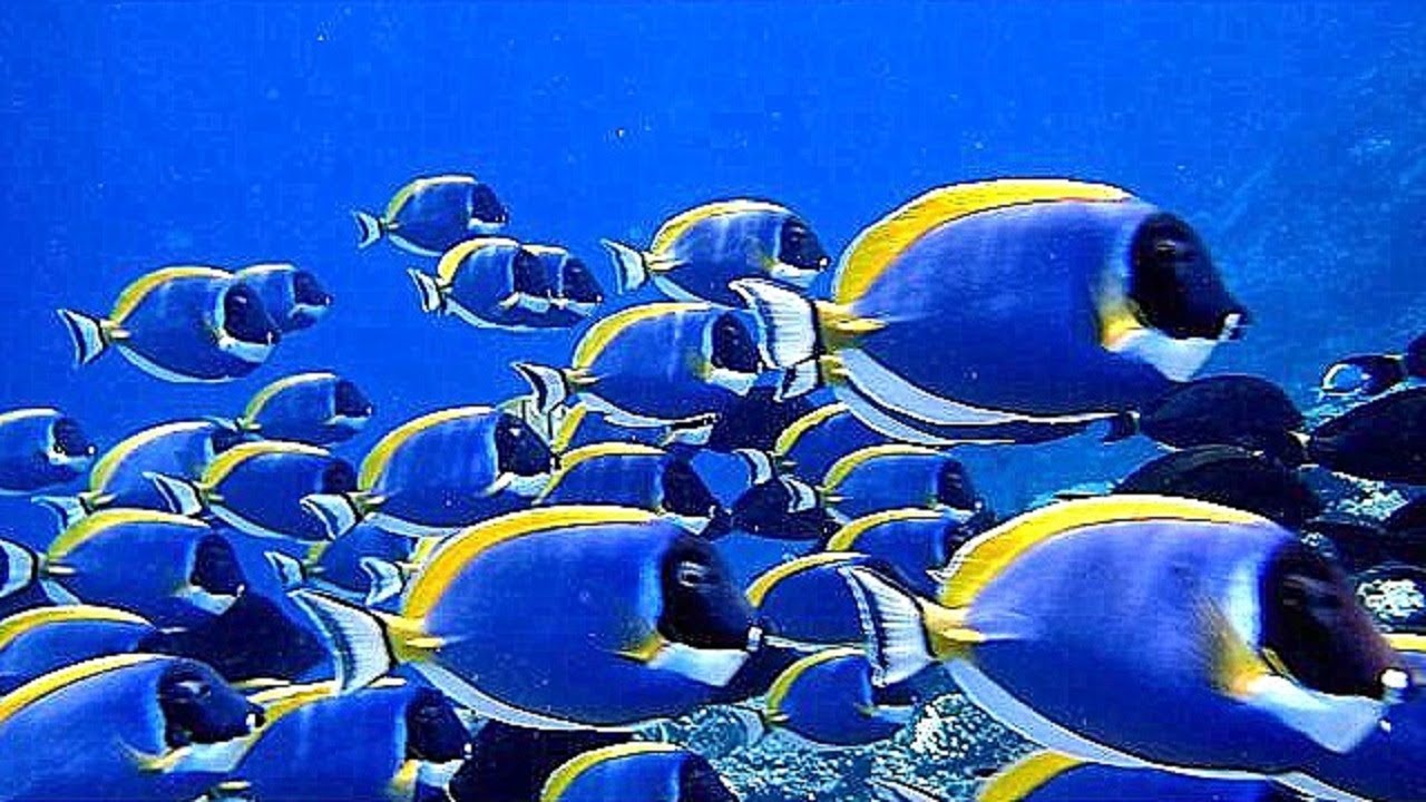 Maldives Blue Surgeon Fish - YouTube