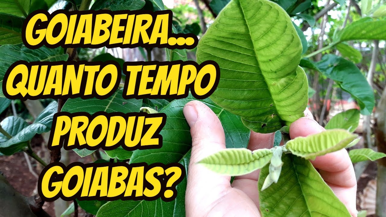 Quanto tempo pé de goiaba demora para produzir frutos qual período ...