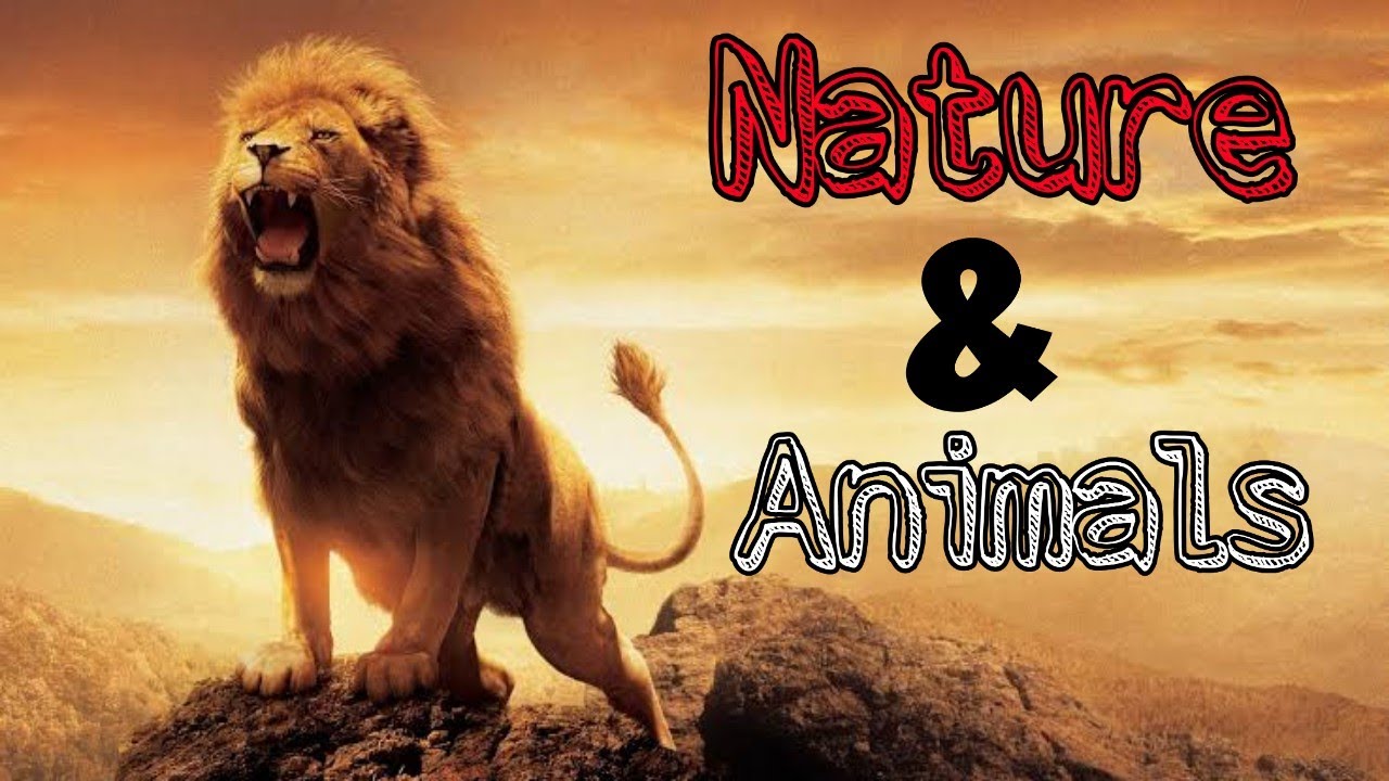 Nature Animal Documentary - YouTube
