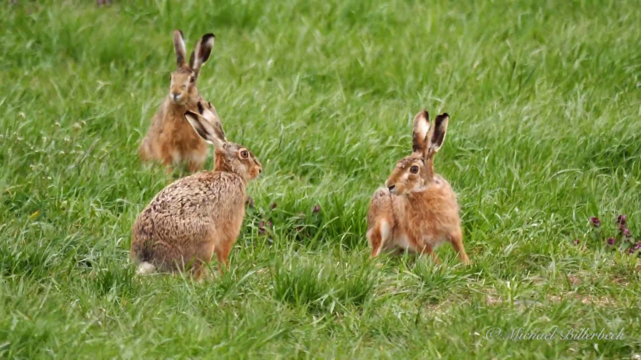 European Hares or Brown Hares (Lepus europaeus) [2] - YouTube