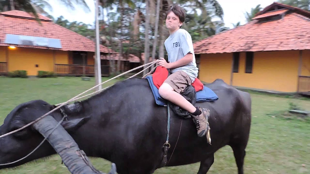 Andrew Riding a Water Buffalo - YouTube
