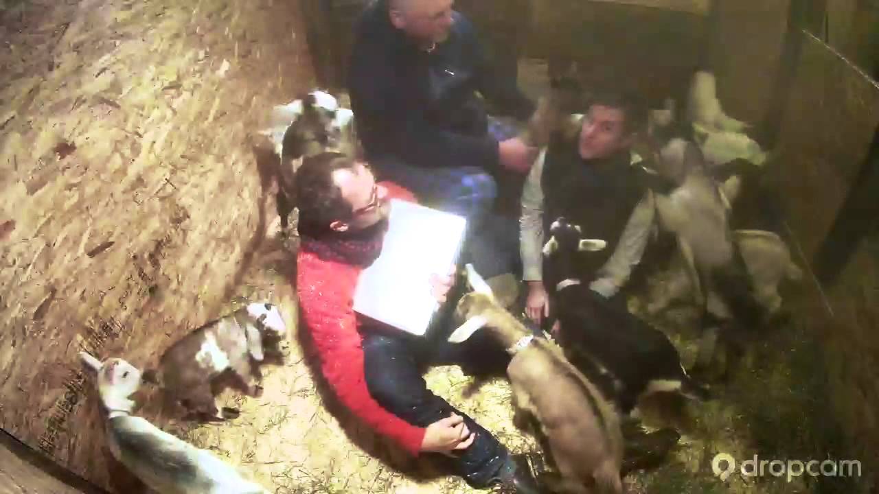 Live From the Beekman Goat Nursery - YouTube