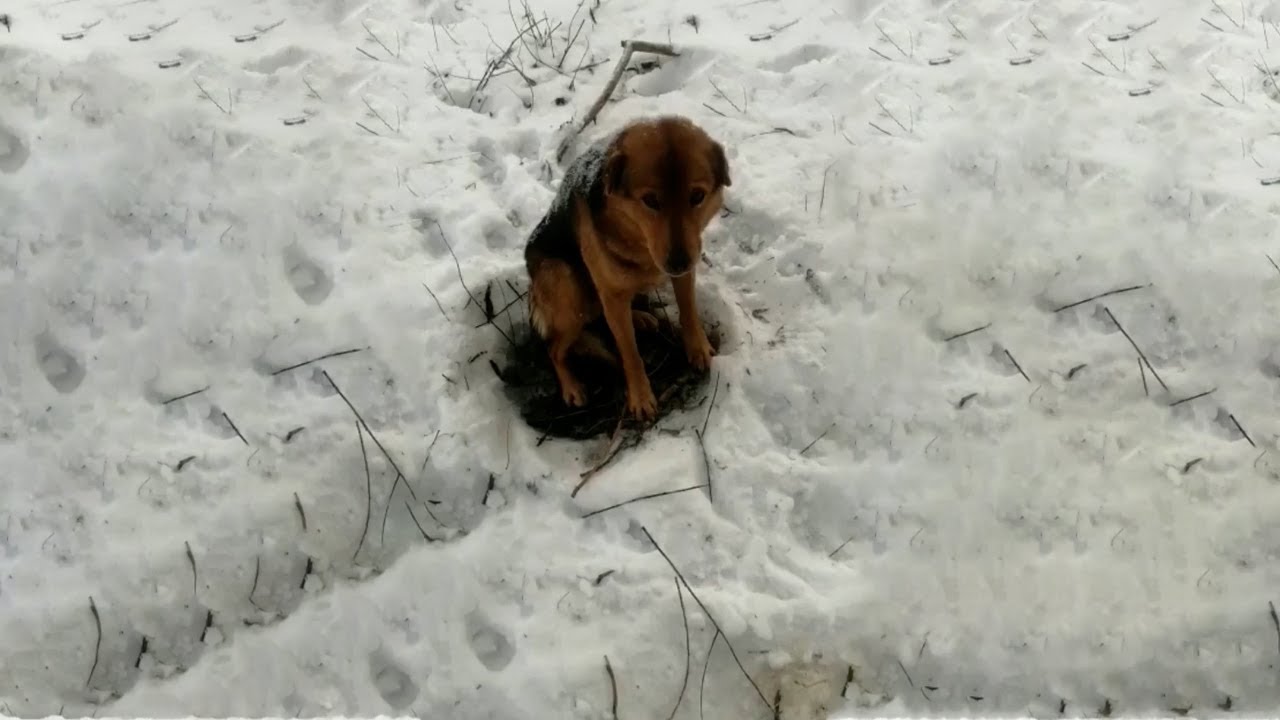 The Dog Was Alone, Scared, and Desperate in The Freezing Snow in an ...