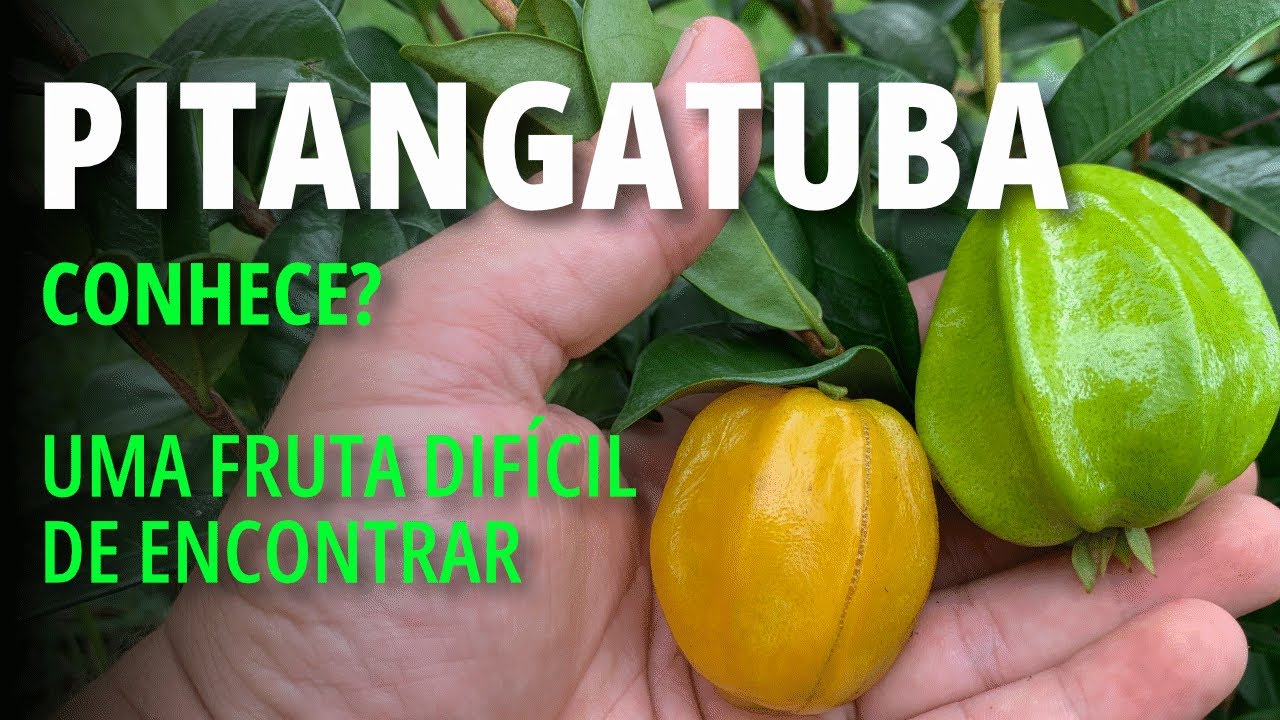 Pitangatuba - fruta RARA, desconhecida por muitos, e mais encontrada ...
