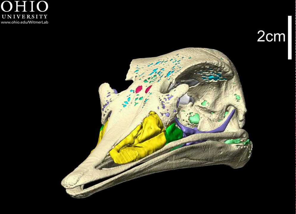 Ostrich skull with brain endocast & air spaces - yaw - YouTube