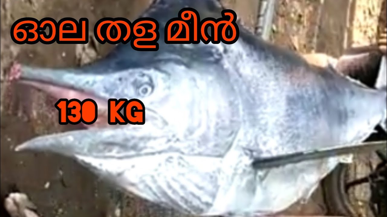 Ola Thala Fish 130kg 😱| ഓല തള മീൻ. - YouTube