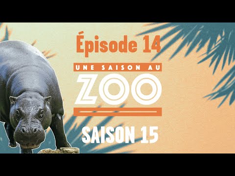 Un goûter étonnant pour les hippopotames nains (S15E14) [INTEGRAL]