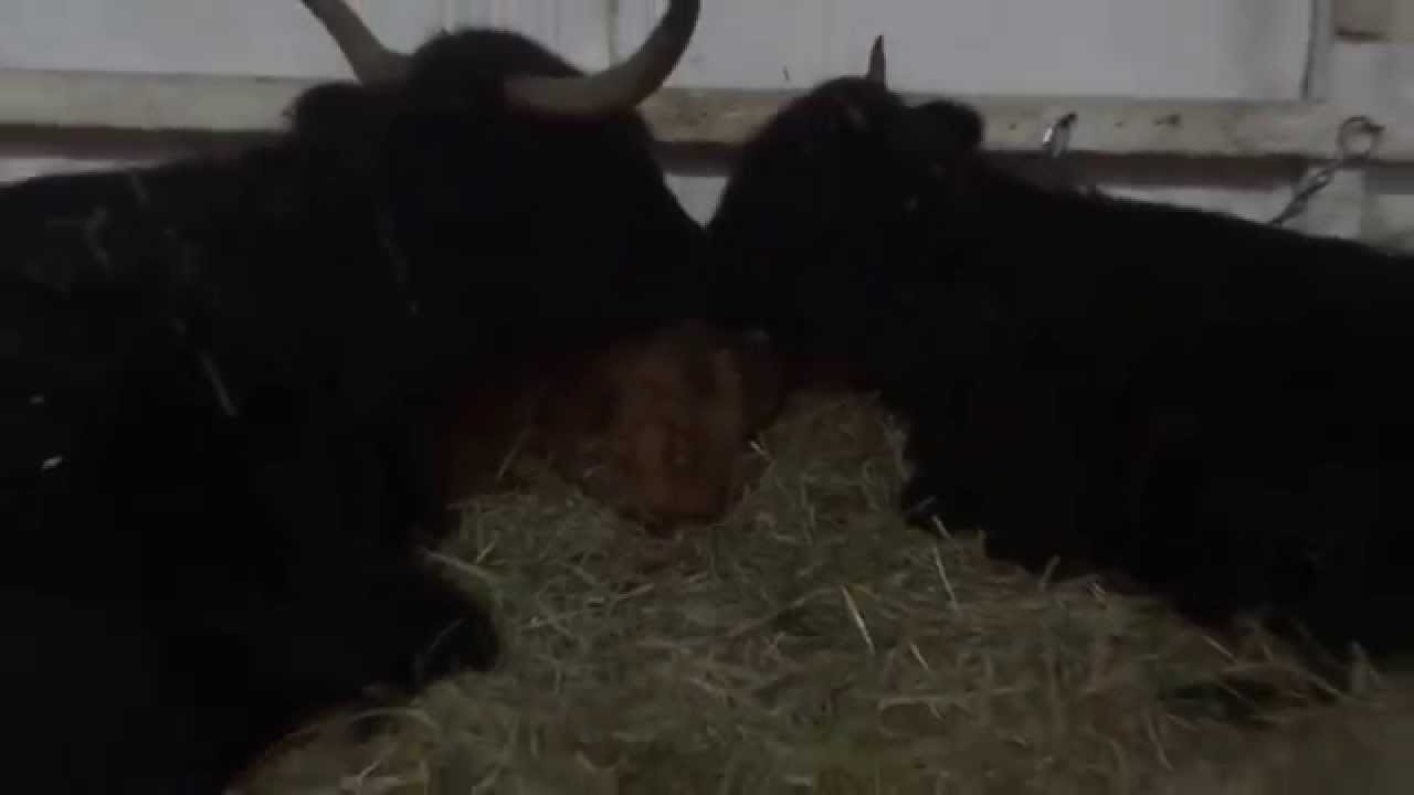 Baby Bull sleeping Under two Big Bulls awww - YouTube