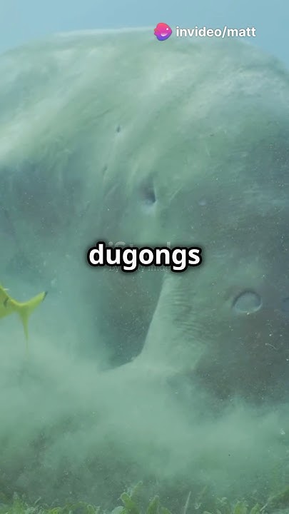 5 fun facts about dugongs - YouTube