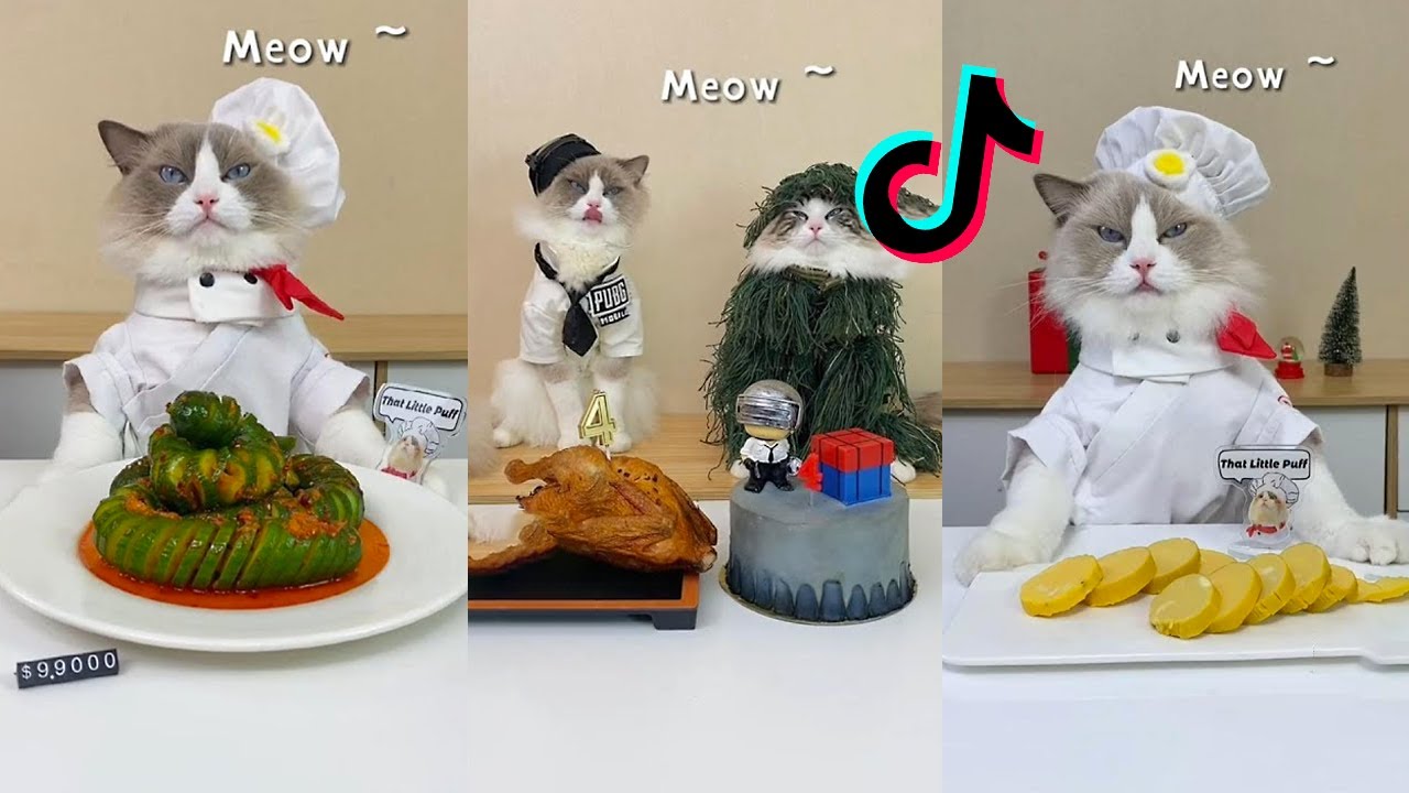 That Little Puff | Cats Make Food 😻 | Kitty God & Others | TikTok 2024 ...