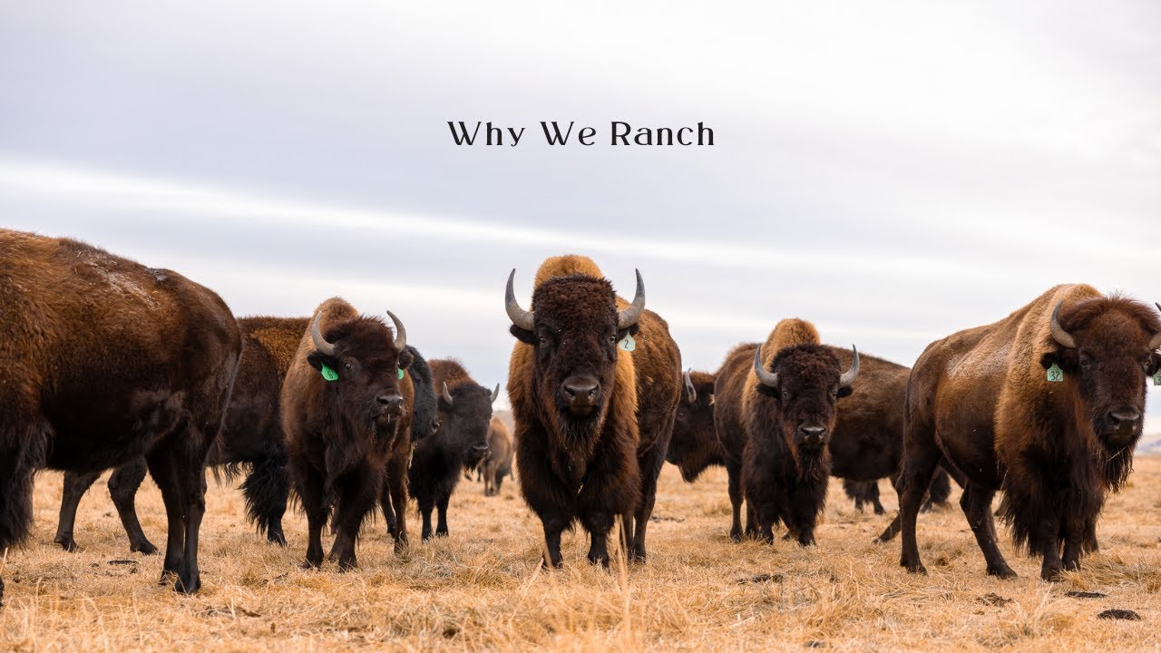 Wild Bison Ranch (Why we do it) - YouTube