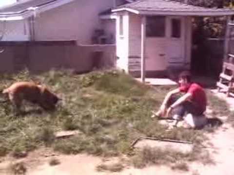 Jesse playing with Jake - YouTube