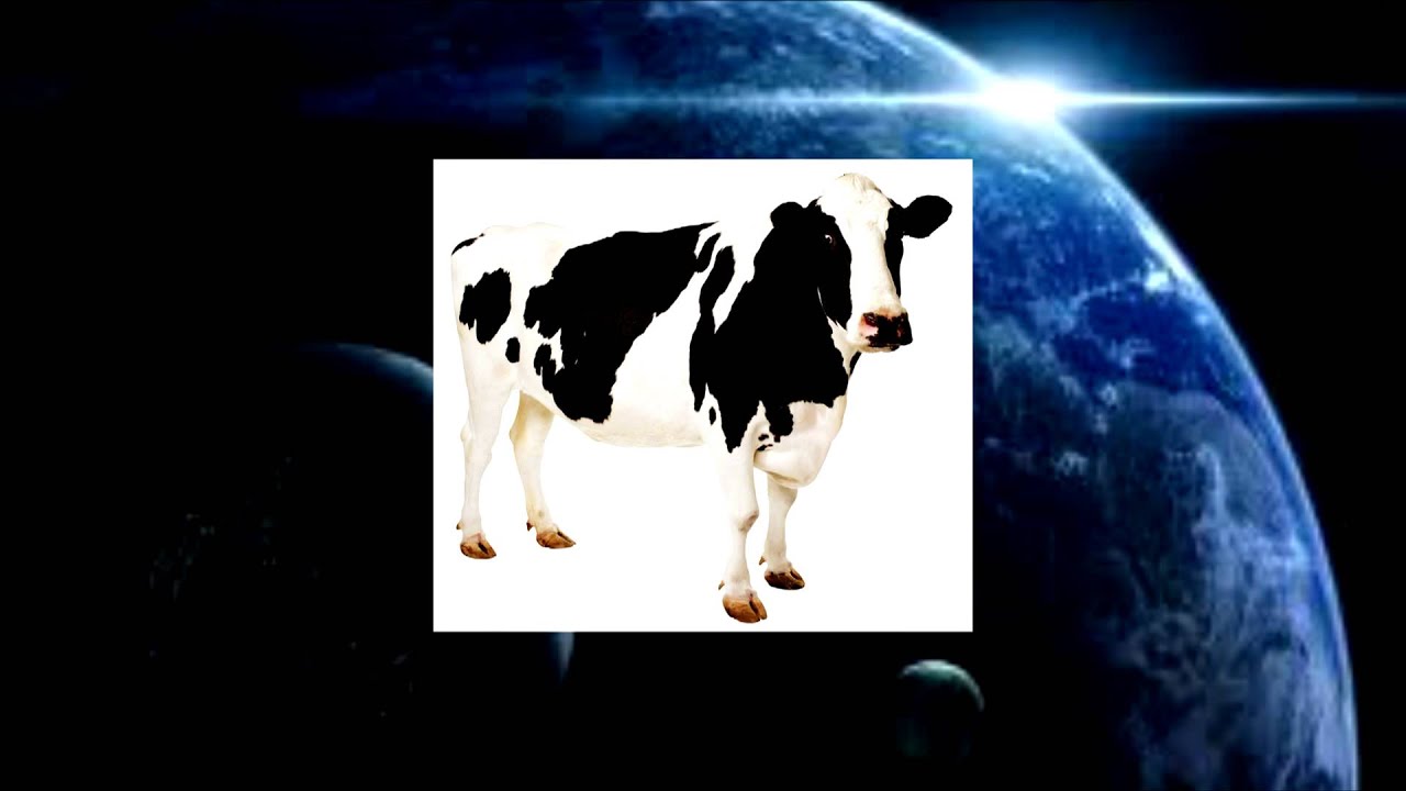 Cow in space | HD - YouTube