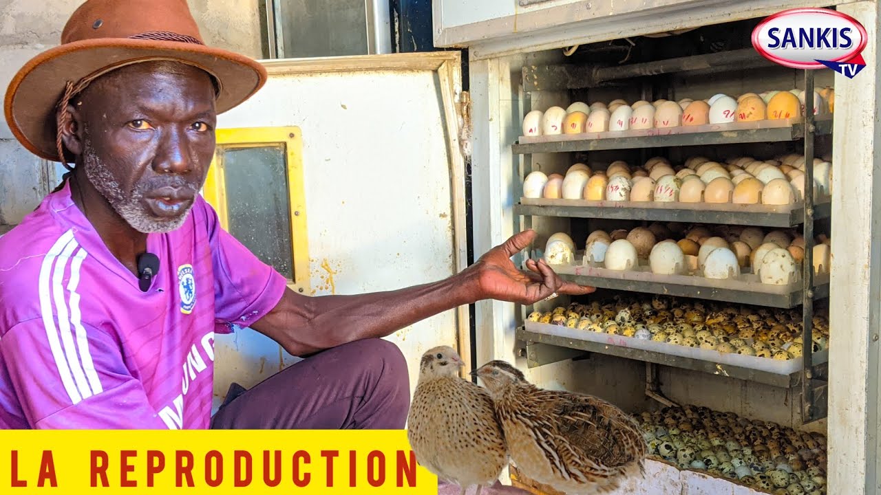 Processus de REPRODUCTION des Cailles par Modou GUEYE "Aviculteur ...