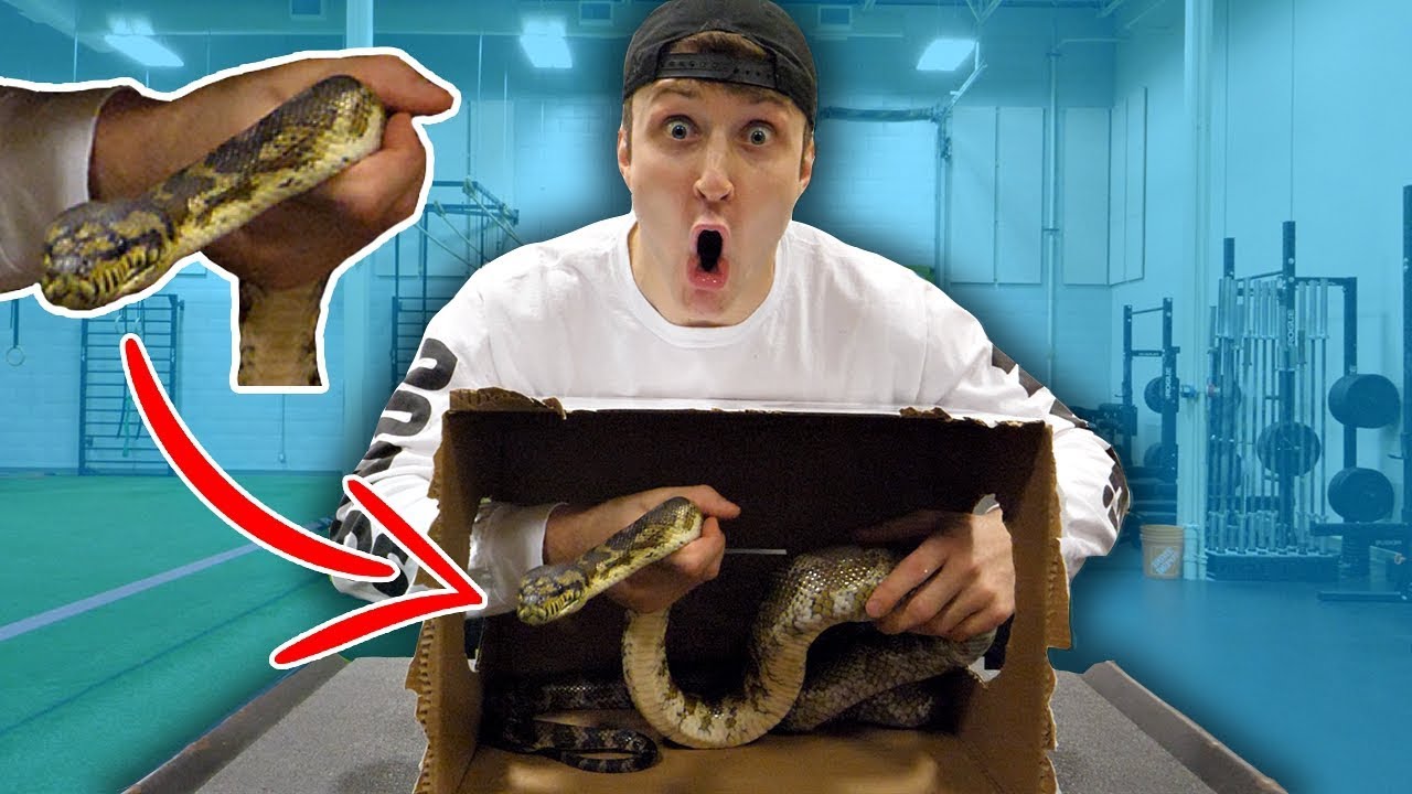 DEADLY WHAT'S IN THE BOX CHALLENGE **LIVE SNAKES** - YouTube