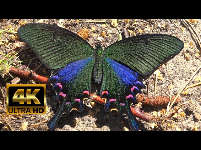 Chinese Peacock Butterfly Papilio Paris Tamil Peacock Butterfly