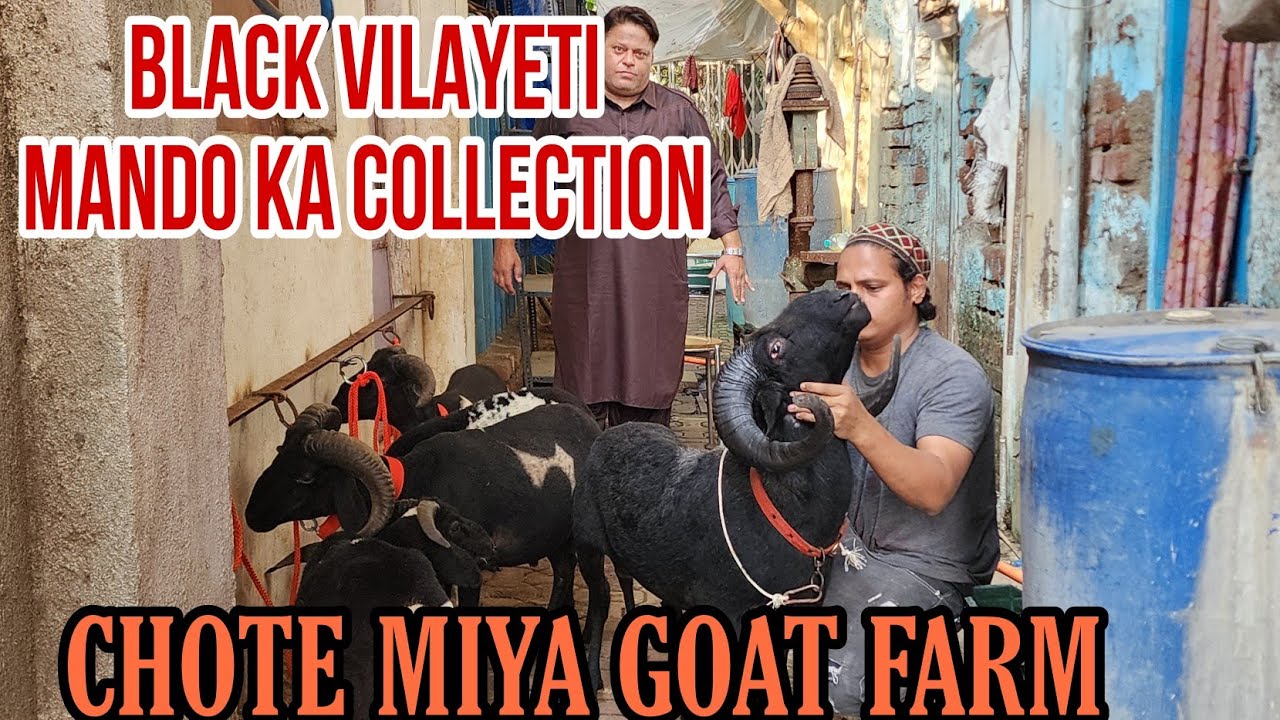 Black Vilayeti Mando Ka Jabardast Collection Reasonable Rate Me Chote ...