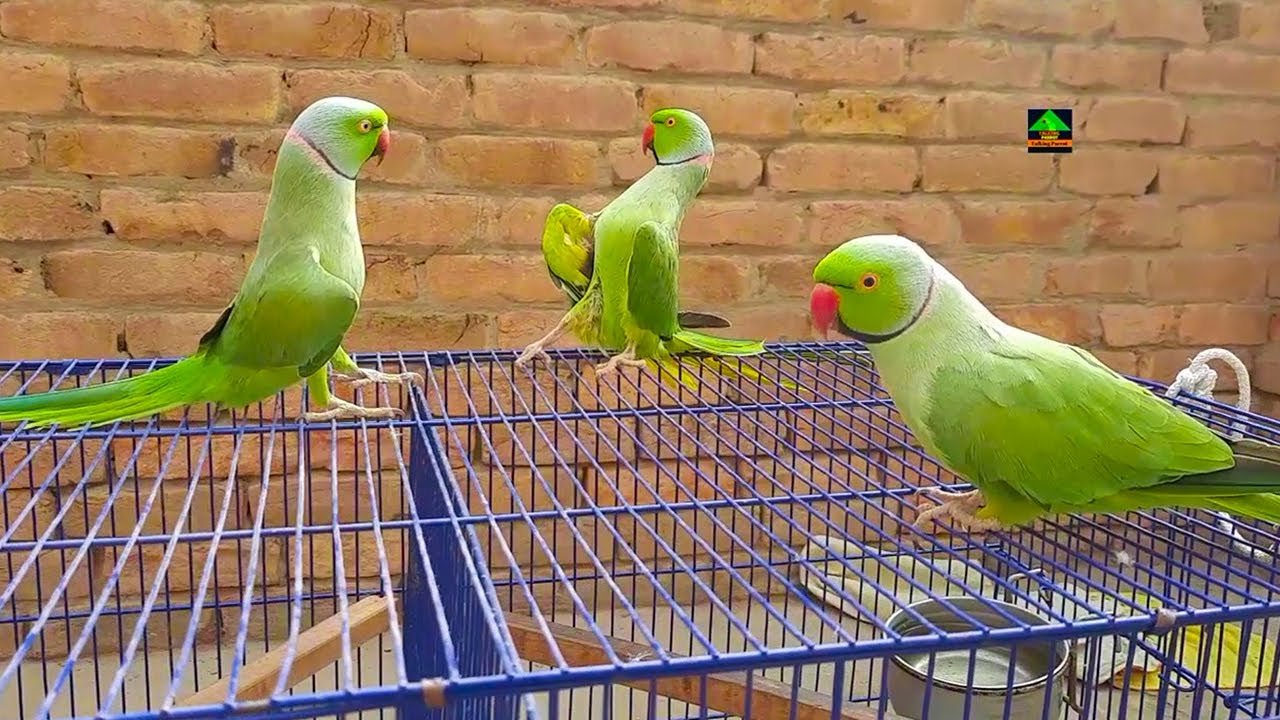 Three Funniest Talking Parrots | Speaking And Having Fun With Each ...