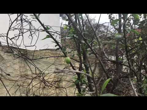 Erik Ağaçı Kış Ortasında Çiçek Açıp Meyve Verdi