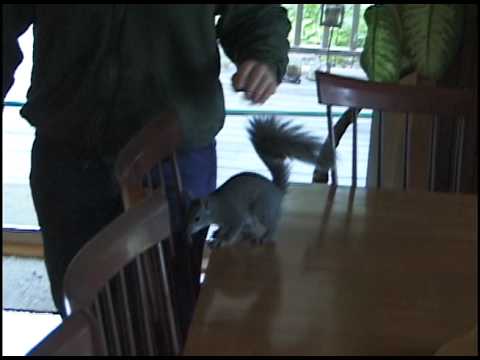 The Mirrel Squirrel Workout Video