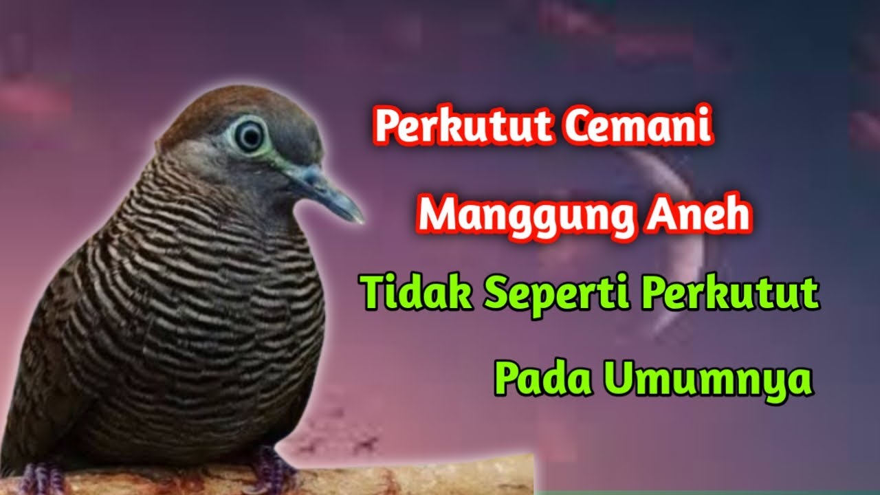 Perkutut Katuranggan Cemani Unik Dan Langka - YouTube