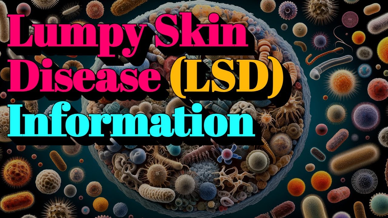 Lumpy Skin Disease (LSD) Information (🔬Animal diseases) - YouTube