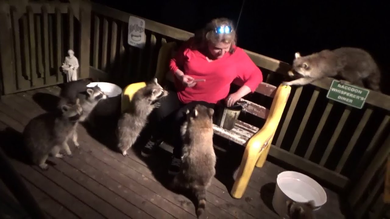Angie gets mobbed by Raccoons Tonight - YouTube